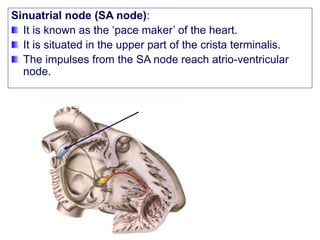 Conducting System, nerve supply and Arch of Aorta.pptx