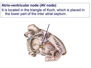 Conducting System, nerve supply and Arch of Aorta.pptx