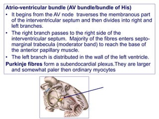 Conducting System, nerve supply and Arch of Aorta.pptx