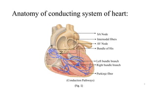 Conducting system of heart and ventricular arrhythmias | PPT