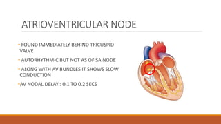 CONDUCTING SYSTEM OF HEART Final.pptx