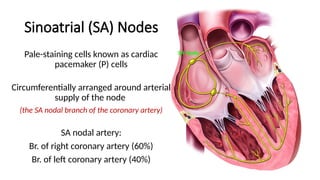 Conducting System of Heart Nerve Supply.pptx