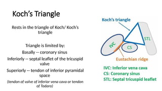 Conducting System of Heart Nerve Supply.pptx