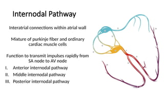 Conducting System of Heart Nerve Supply.pptx