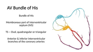 Conducting System of Heart Nerve Supply.pptx