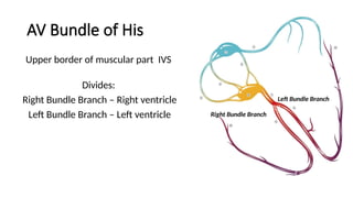 Conducting System of Heart Nerve Supply.pptx