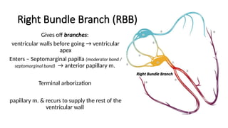 Conducting System of Heart Nerve Supply.pptx