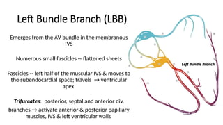 Conducting System of Heart Nerve Supply.pptx