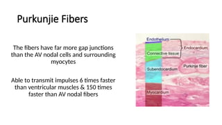 Conducting System of Heart Nerve Supply.pptx