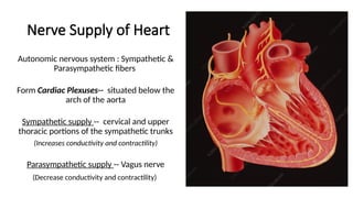Conducting System of Heart Nerve Supply.pptx