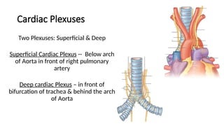 Conducting System of Heart Nerve Supply.pptx