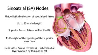 Conducting System of Heart Nerve Supply.pptx