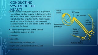 Conducting system of the heart | PPTX | Heart and Cardiovascular ...