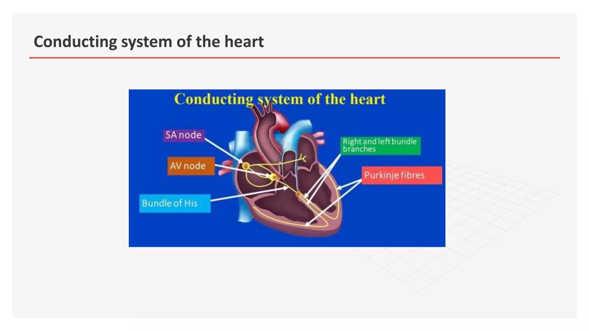 Conducting system of the heart | PPTX