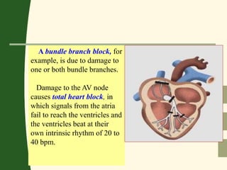 Conducting system of the heart dentistry hb2 dr magdi | PDF