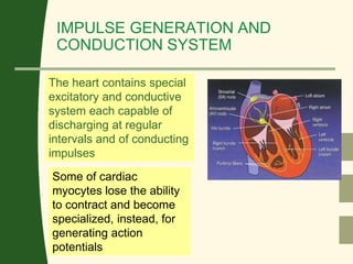 Conducting system of the heart dentistry hb2 dr magdi | PDF