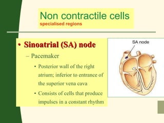 Conducting system of the heart dentistry hb2 dr magdi | PDF