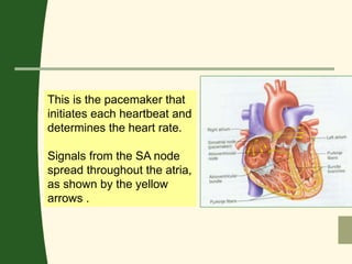 Conducting system of the heart dentistry hb2 dr magdi | PDF