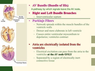 Conducting system of the heart dentistry hb2 dr magdi | PDF