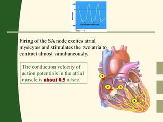 Conducting system of the heart dentistry hb2 dr magdi | PDF