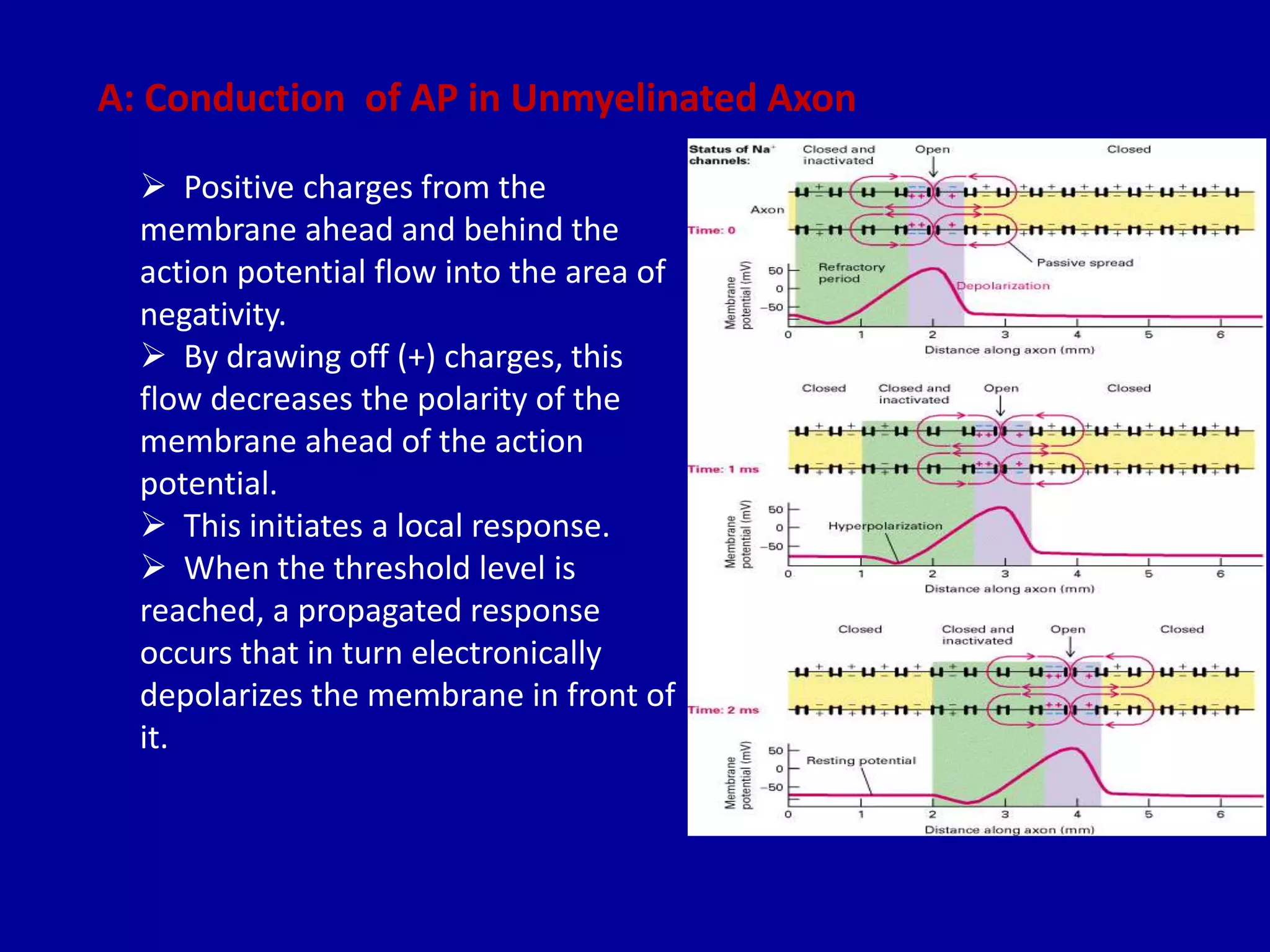 Conduction of action potential | PPT
