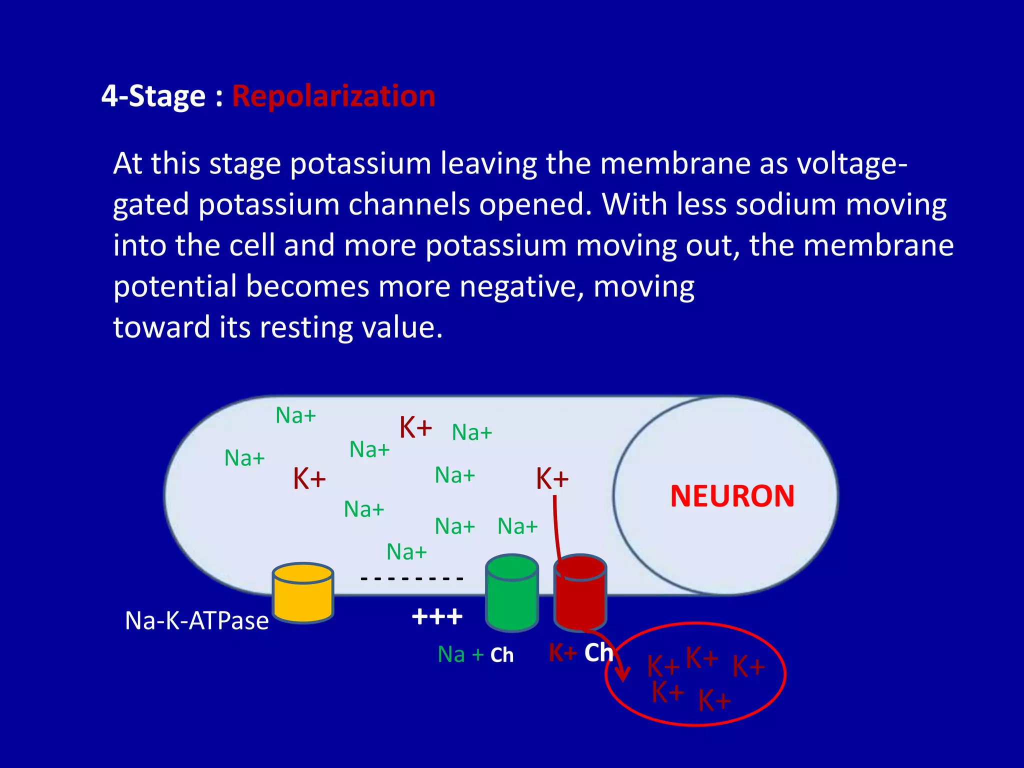 Conduction of action potential | PPSX