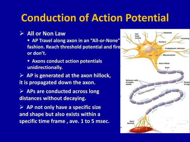 Conduction of action potential | PPSX | Computer Networking | Computing