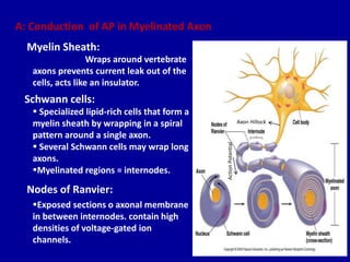 Conduction of action potential | PPSX