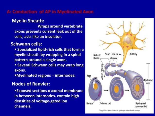 Conduction of action potential | PPSX | Computer Networking | Computing