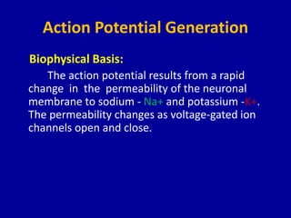 Conduction of action potential | PPSX | Computer Networking | Computing