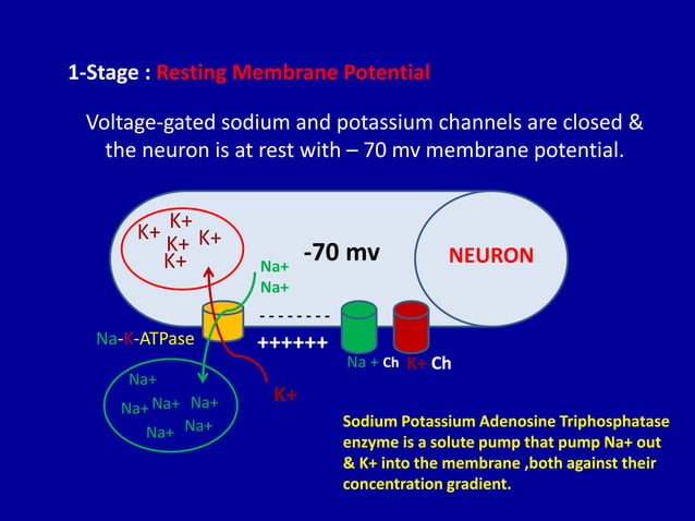 Conduction of action potential | PPT