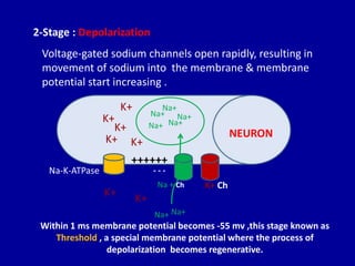 Conduction of action potential | PPSX | Computer Networking | Computing