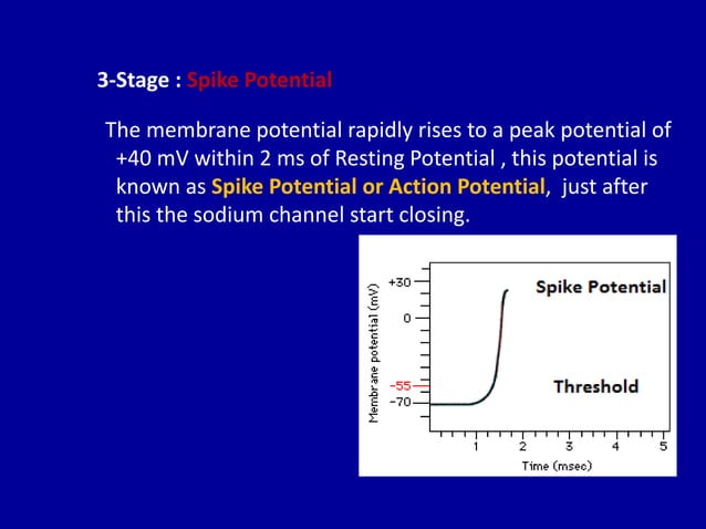 Conduction of action potential | PPSX | Computer Networking | Computing