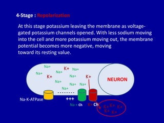 Conduction of action potential | PPSX | Computer Networking | Computing