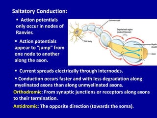 Saltatory Conduction