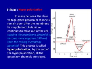 Action Potential Hyperpolarization
