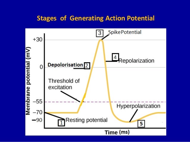 Action Potential Phases