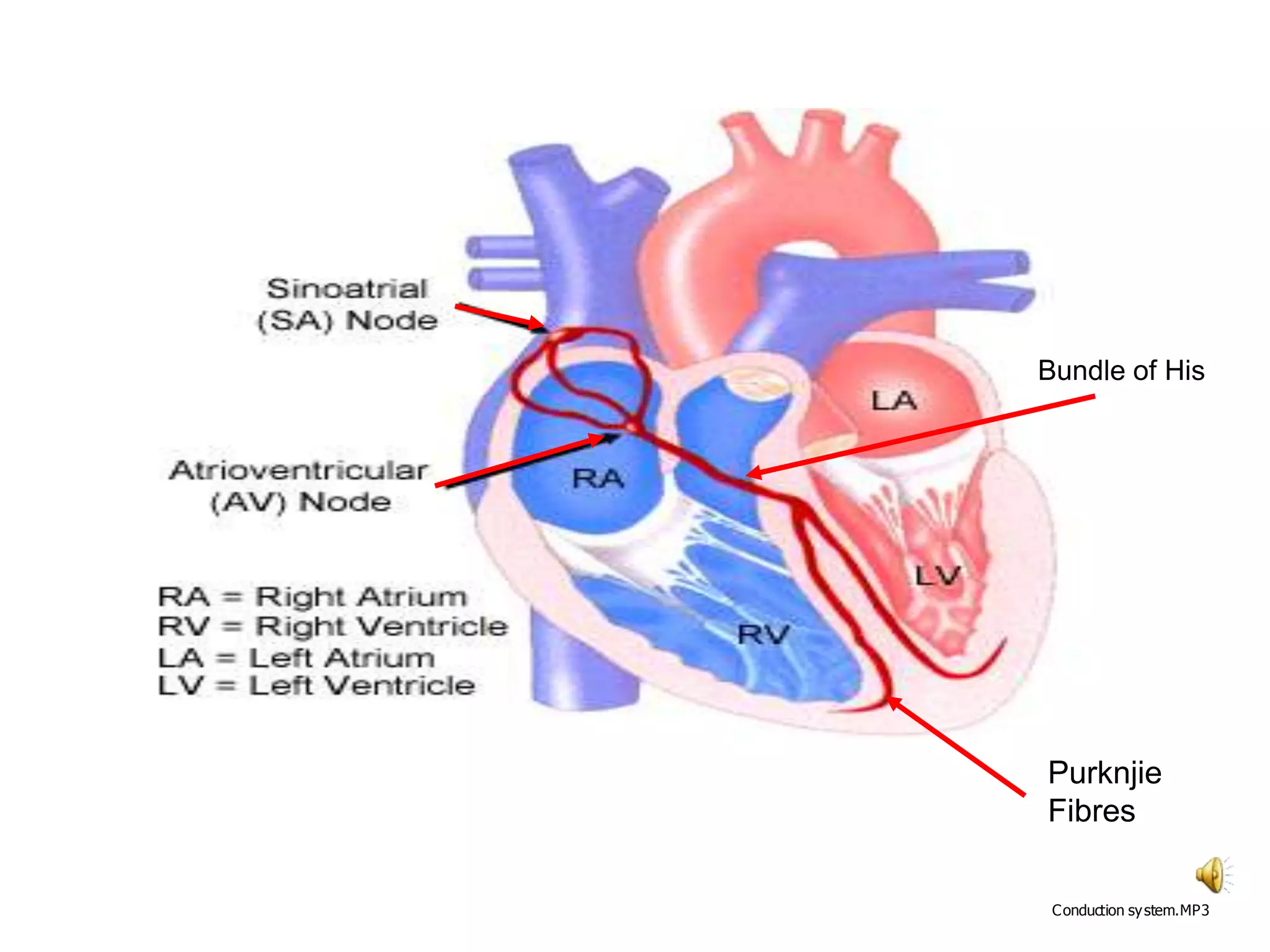 Conduction system | PPT