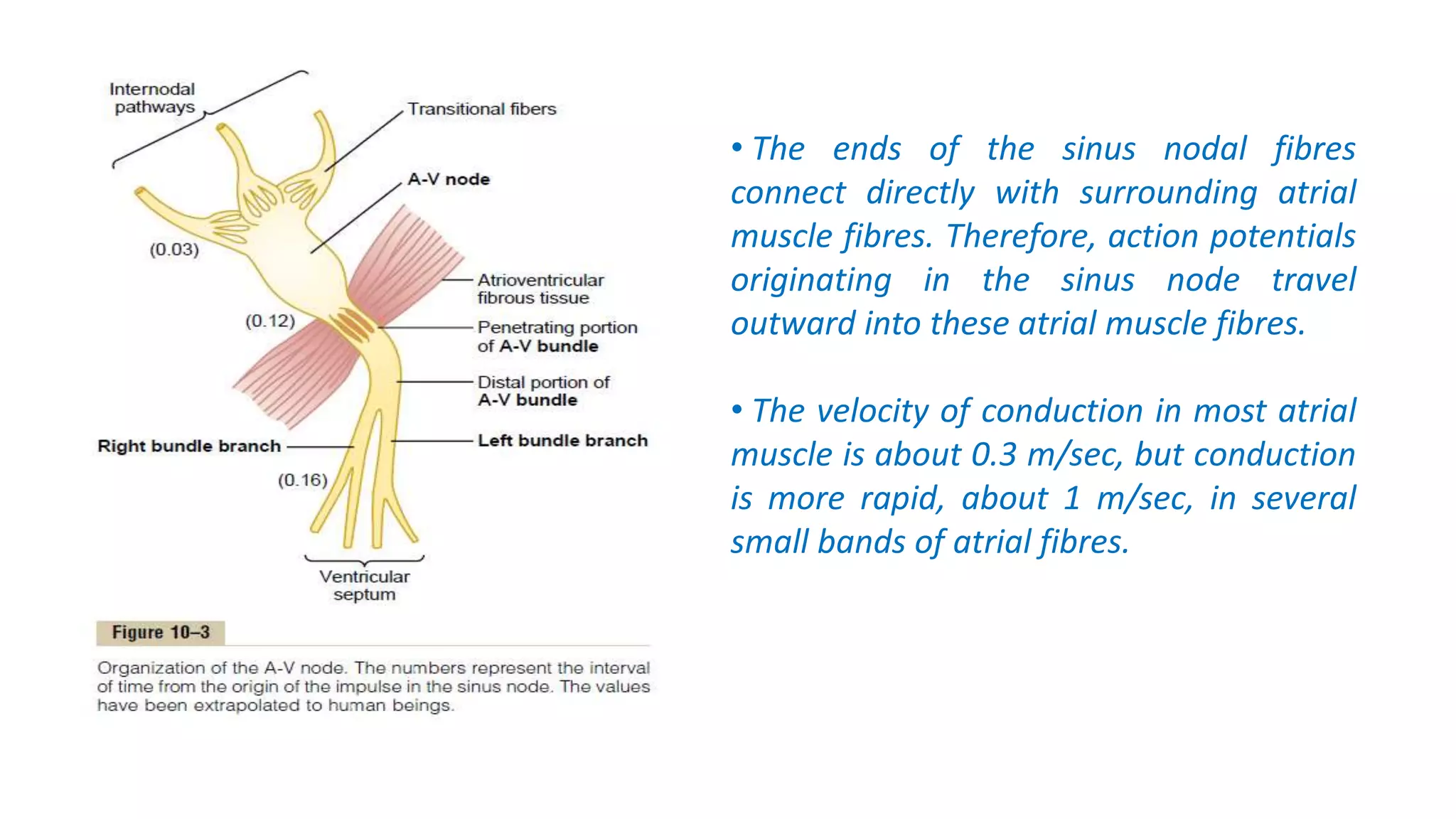 Conduction system of the heart | PPTX