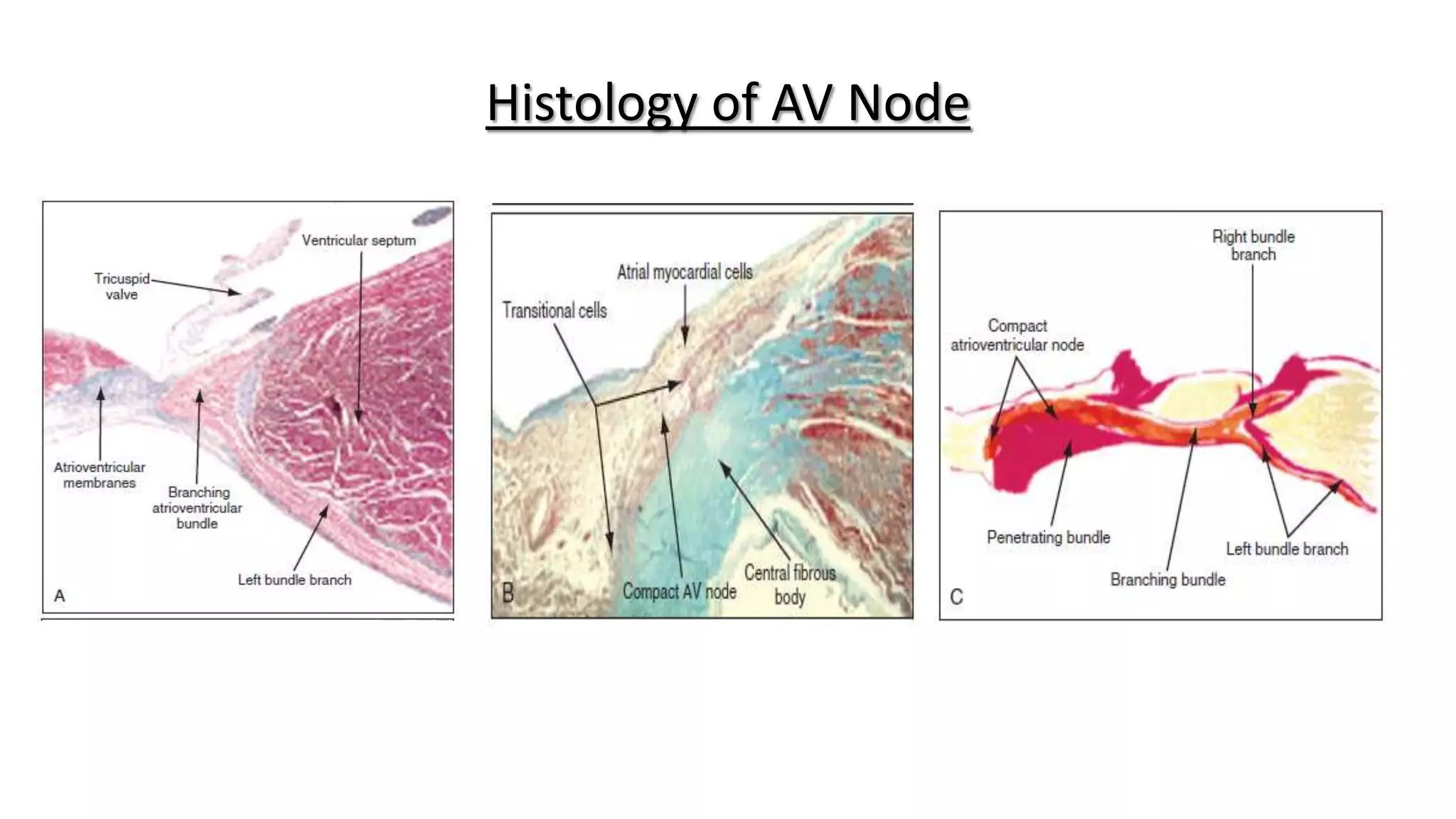 Conduction system of the heart | PPTX