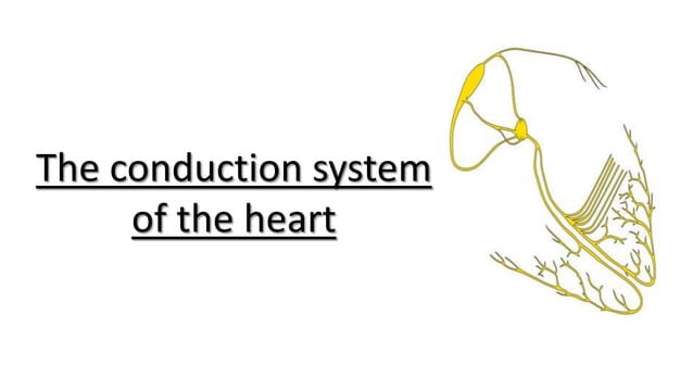 Conduction system of the heart | PPTX