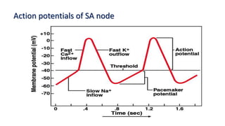 Conduction system of the heart | PPTX
