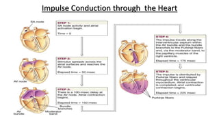 Cardiac Conduction System Steps