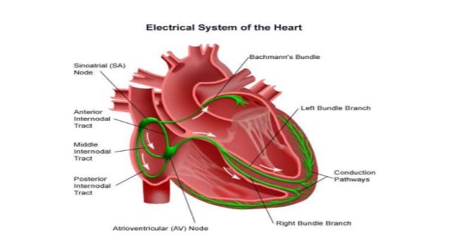 Conduction system of the heart