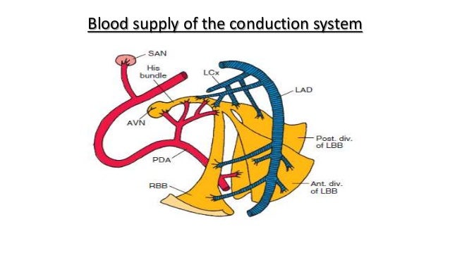Conduction system of the heart