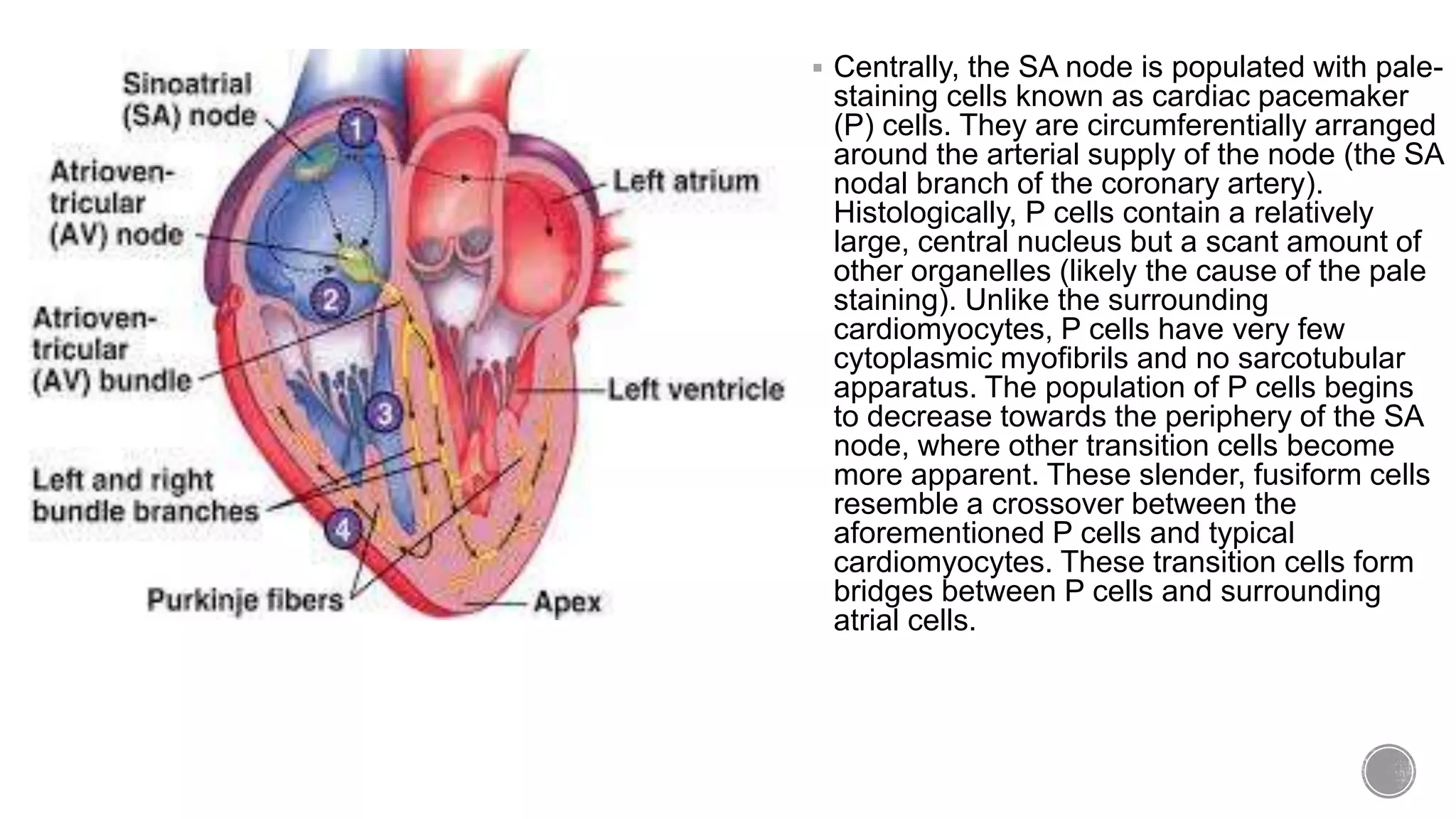 Conduction system | PPTX