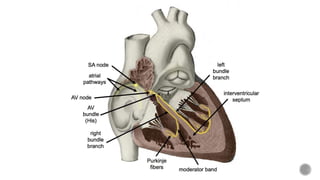Conduction system | PPT