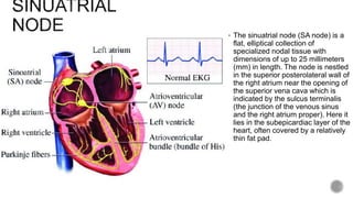 Conduction system | PPT