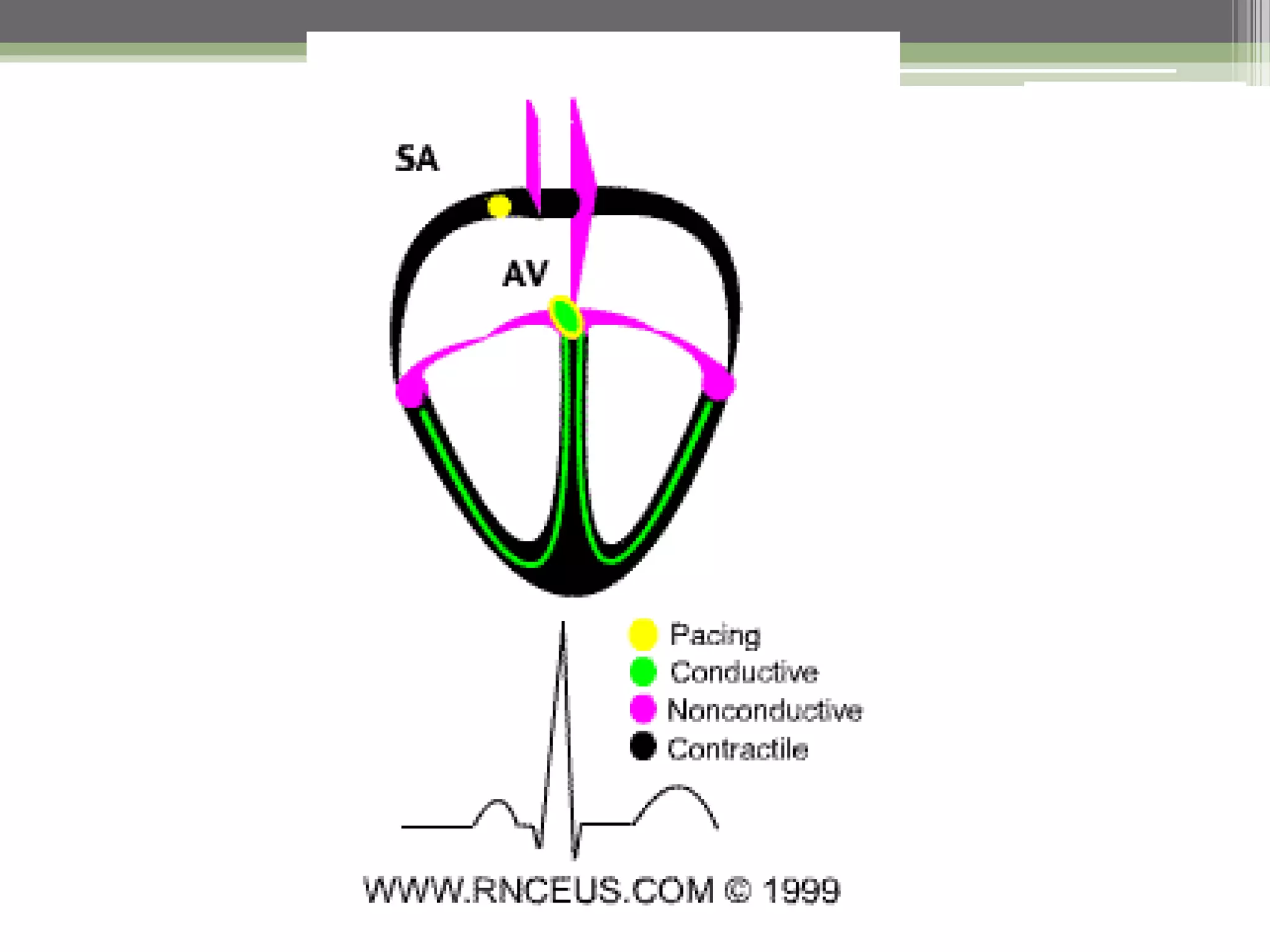 Conduction system and ecg | PPTX