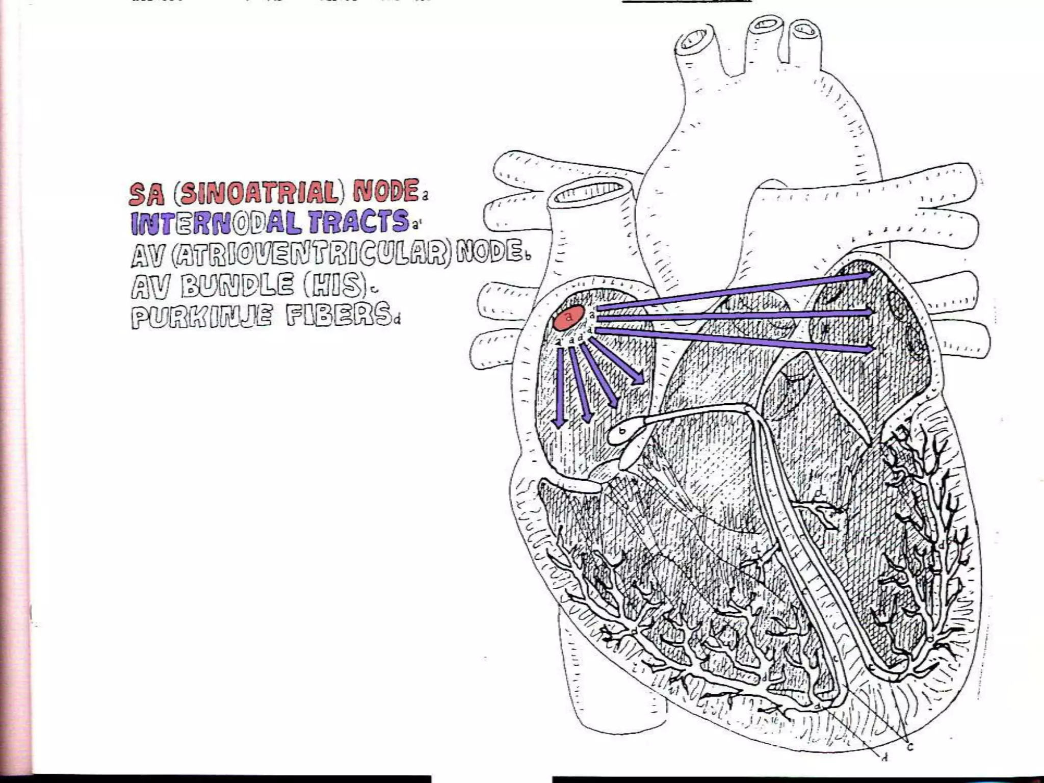 Conduction system of heart | PPTX